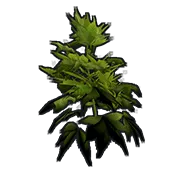 Hemp Clone - Rust Wiki