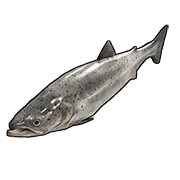 Salmon - Rust Wiki