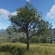 Small Oak Tree - Rust Wiki
