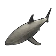 Small Shark - Rust Wiki