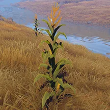 Wild Corn Plant - Rust Wiki